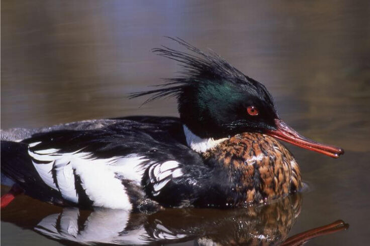 The 34 Types Of Ducks In Florida And Where To Find Them