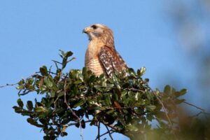 The 15 Types Of Hawks In Texas