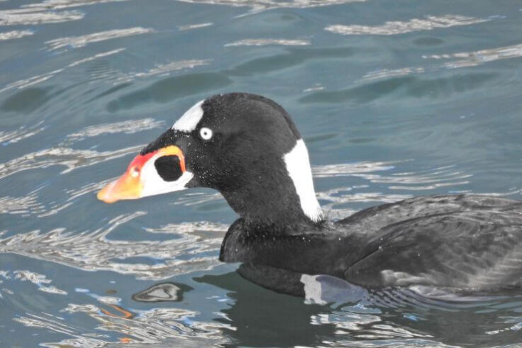 The 34 Types Of Ducks In Florida And Where To Find Them