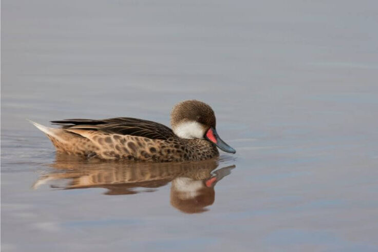 The 34 Types Of Ducks In Florida And Where To Find Them