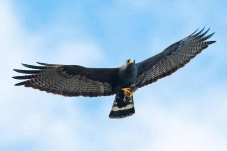 11 Hawks in California