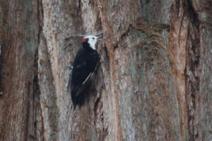 11 Woodpeckers in Washington State and Where to Find Them