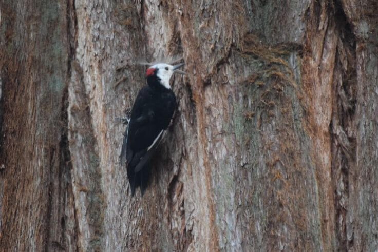 11 Woodpeckers in Washington State and Where to Find Them