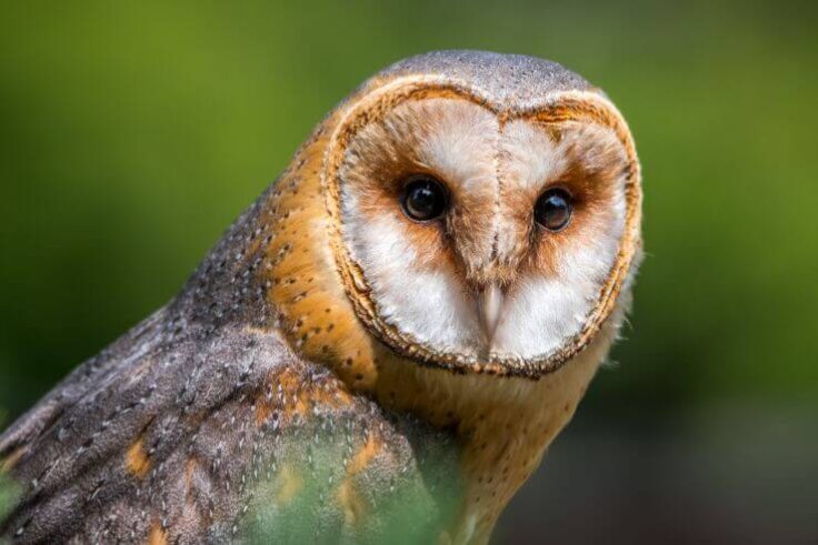 8 Owls in Missouri