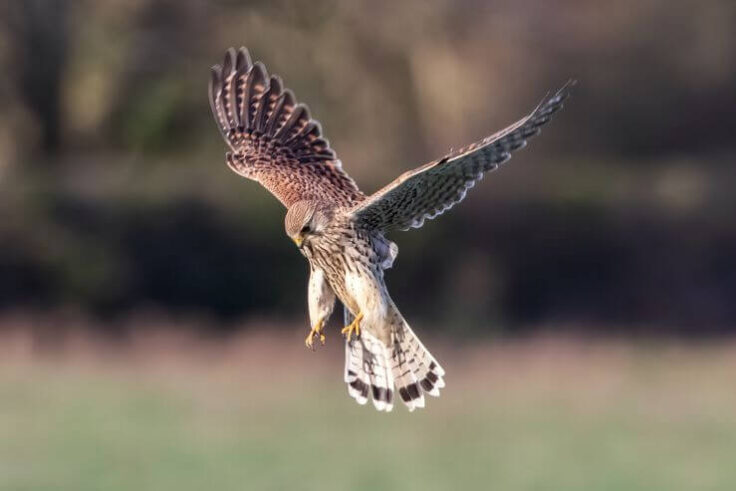 Falcons in Florida (With Pictures)