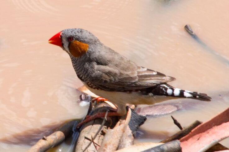 11 Birds With Orange Beaks