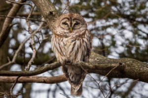 8 Owls in Missouri