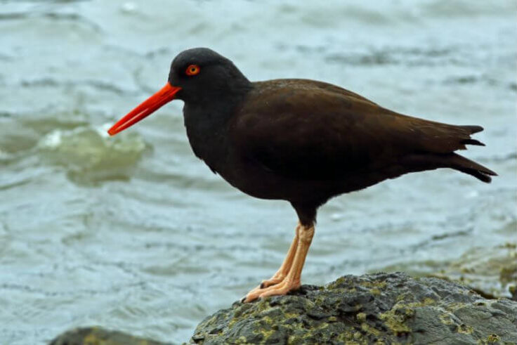 11 Birds With Orange Beaks