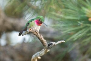 The 8 Hummingbird Species of Florida