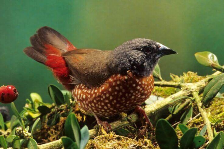 The 74 African Finches