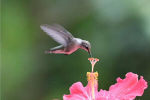 7 Hummingbirds In Kansas - AviBirds