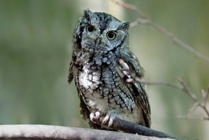 12 Owls in Minnesota