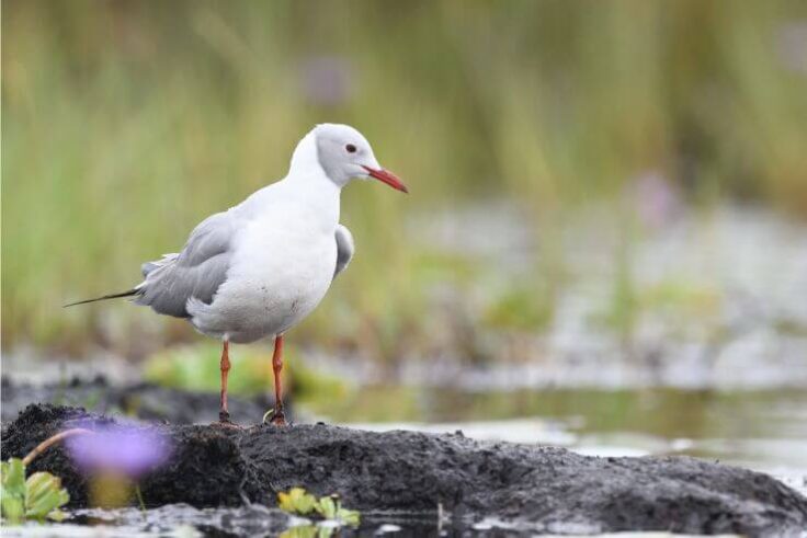 11 Birds With Orange Beaks