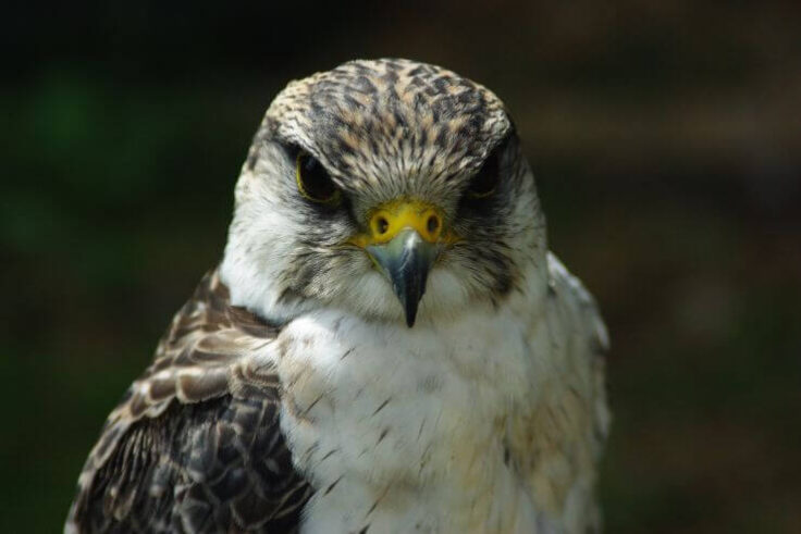 Falcons in Arizona