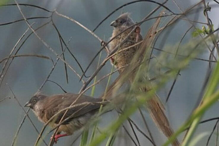 Mousebirds