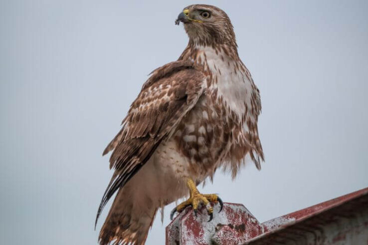The 8 Hawks of Tennessee