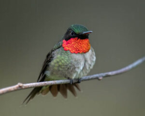 The 8 Hummingbird Species of Florida