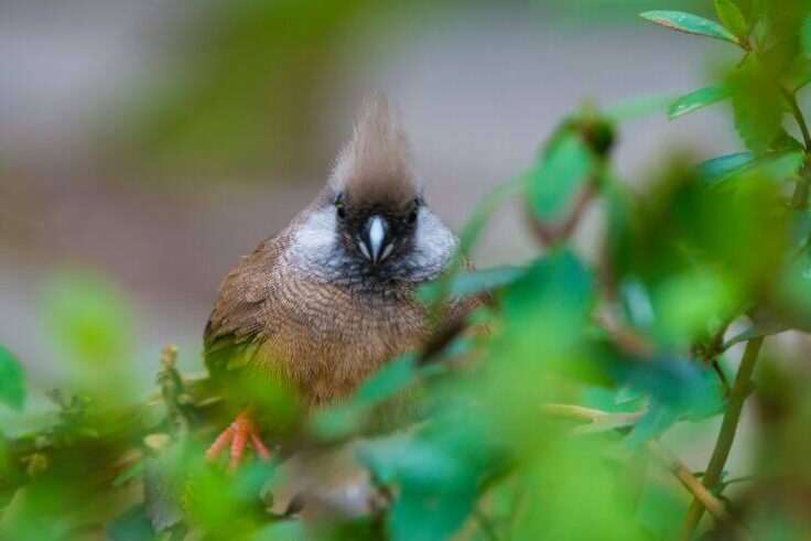 Mousebirds