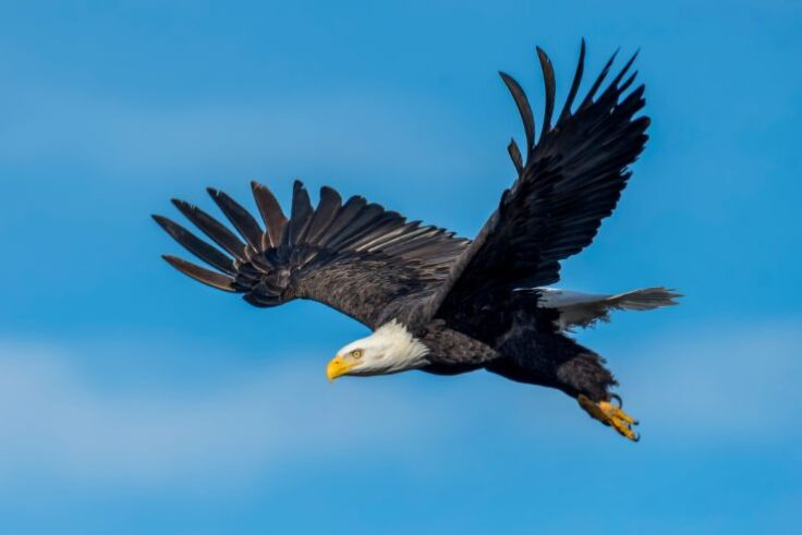Eagles in North Carolina