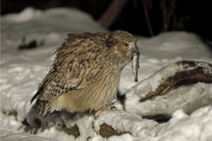 Owl Legs: All You Need To Know