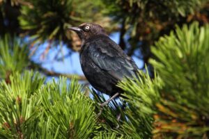Types of Blackbirds: A Guide to the Icteridae Family