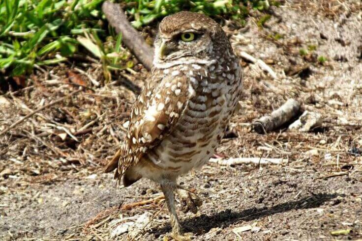 Owl Legs: All You Need To Know