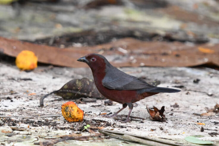 The 74 African Finches