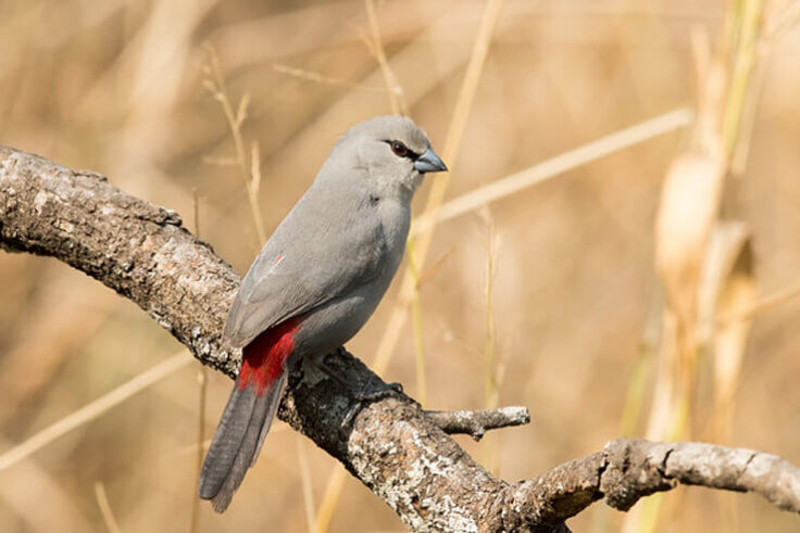 The 74 African Finches