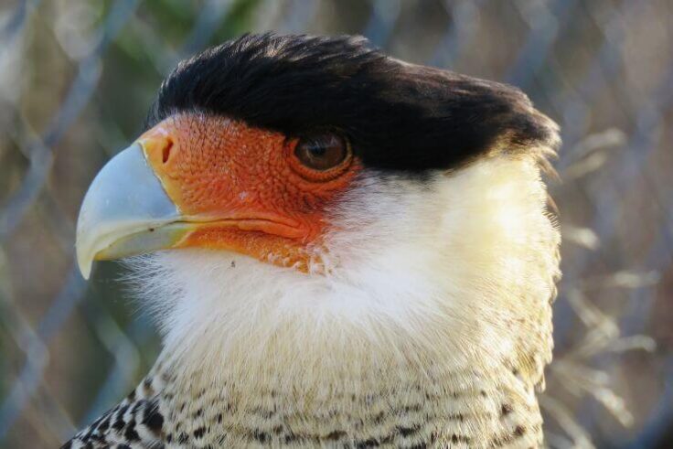 13 Types of Scavenger Birds (Birds That Consume Dead Animals)