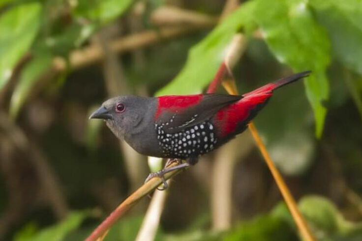 The 74 African Finches
