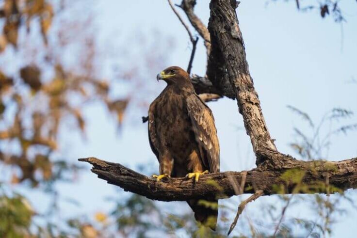 Eagles in Virginia (With Pictures)