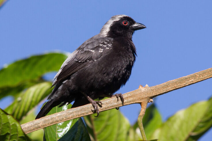 The 74 African Finches