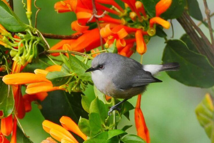 The 74 African Finches