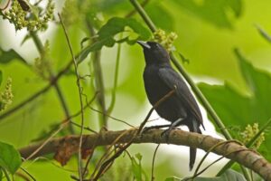 Ravens vs Crows vs Blackbirds - How to tell them apart