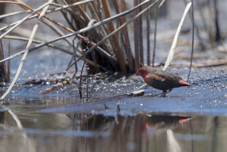 The 74 African Finches
