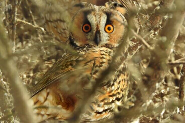 12 Owls in Minnesota