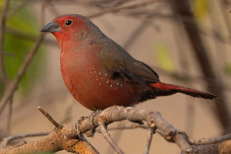 The 74 African Finches