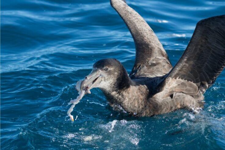 13 Types of Scavenger Birds (Birds That Consume Dead Animals)