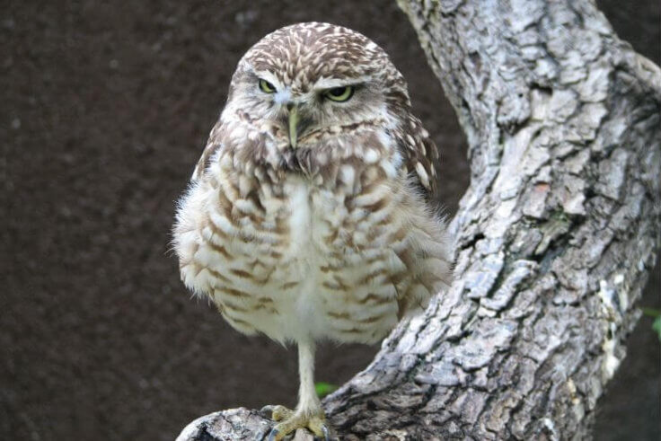Owl Legs: All You Need To Know