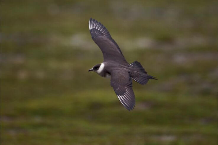 13 Types of Scavenger Birds (Birds That Consume Dead Animals)