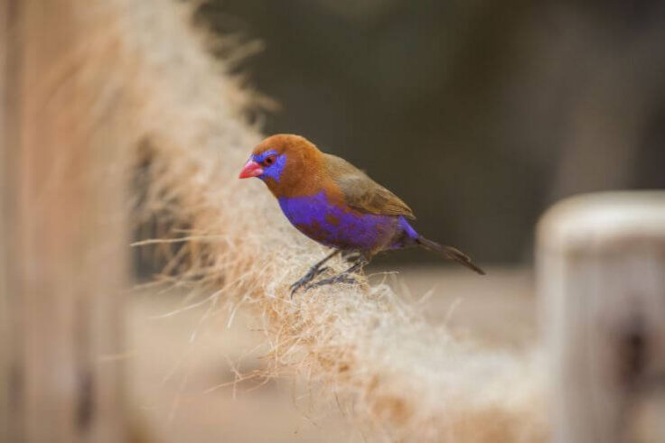 The 74 African Finches