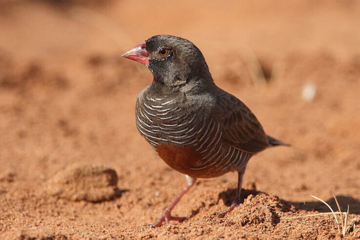 The 74 African Finches