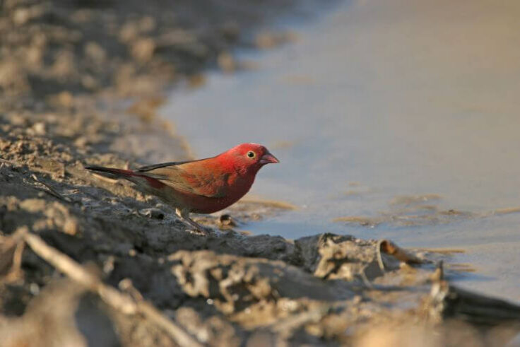 The 74 African Finches