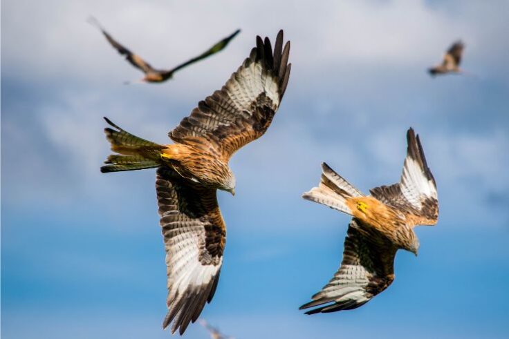 13 Types of Scavenger Birds (Birds That Consume Dead Animals)