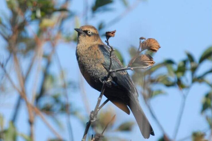 Ravens vs Crows vs Blackbirds - How to tell them apart