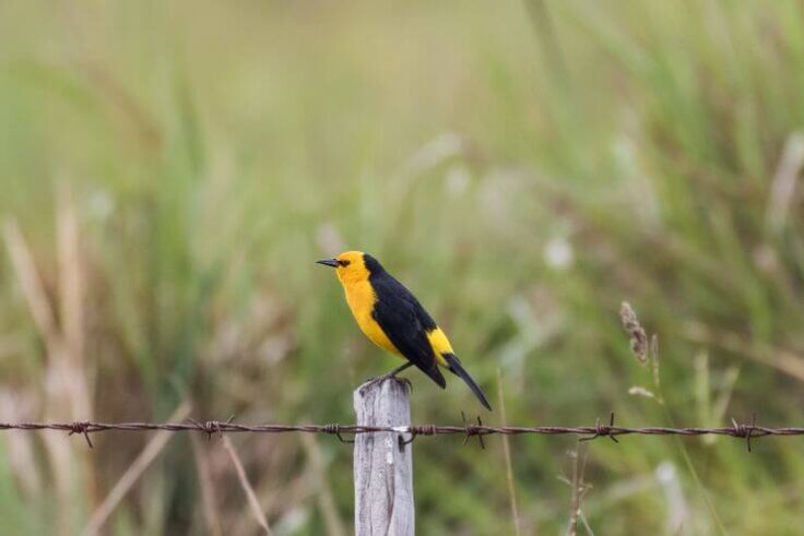 Types of Blackbirds: A Guide to the Icteridae Family