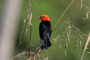 Types of Blackbirds: A Guide to the Icteridae Family
