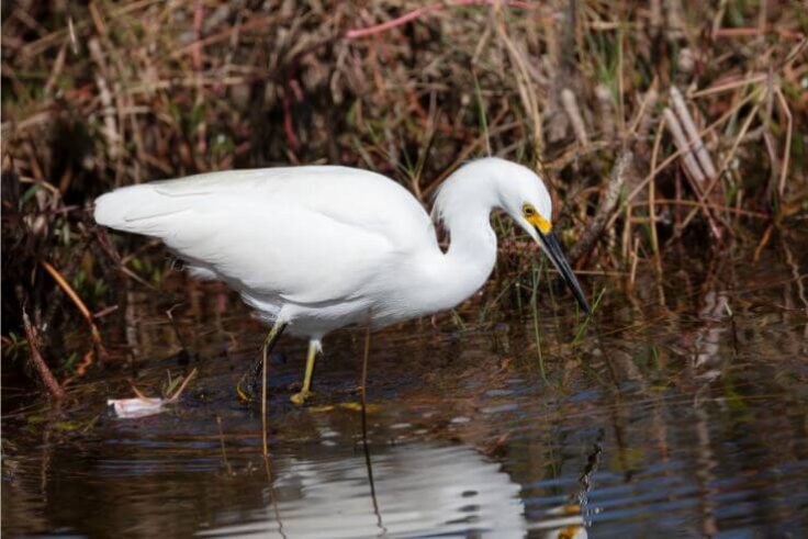 12 Herons of Texas: Wading Birds In a Dry State