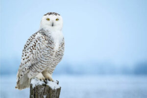 How Long Do Owls Live? (Owl Lifespans Explained)