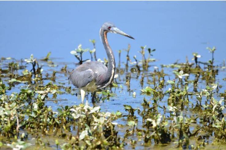 Herons of Florida: Grace and Beauty